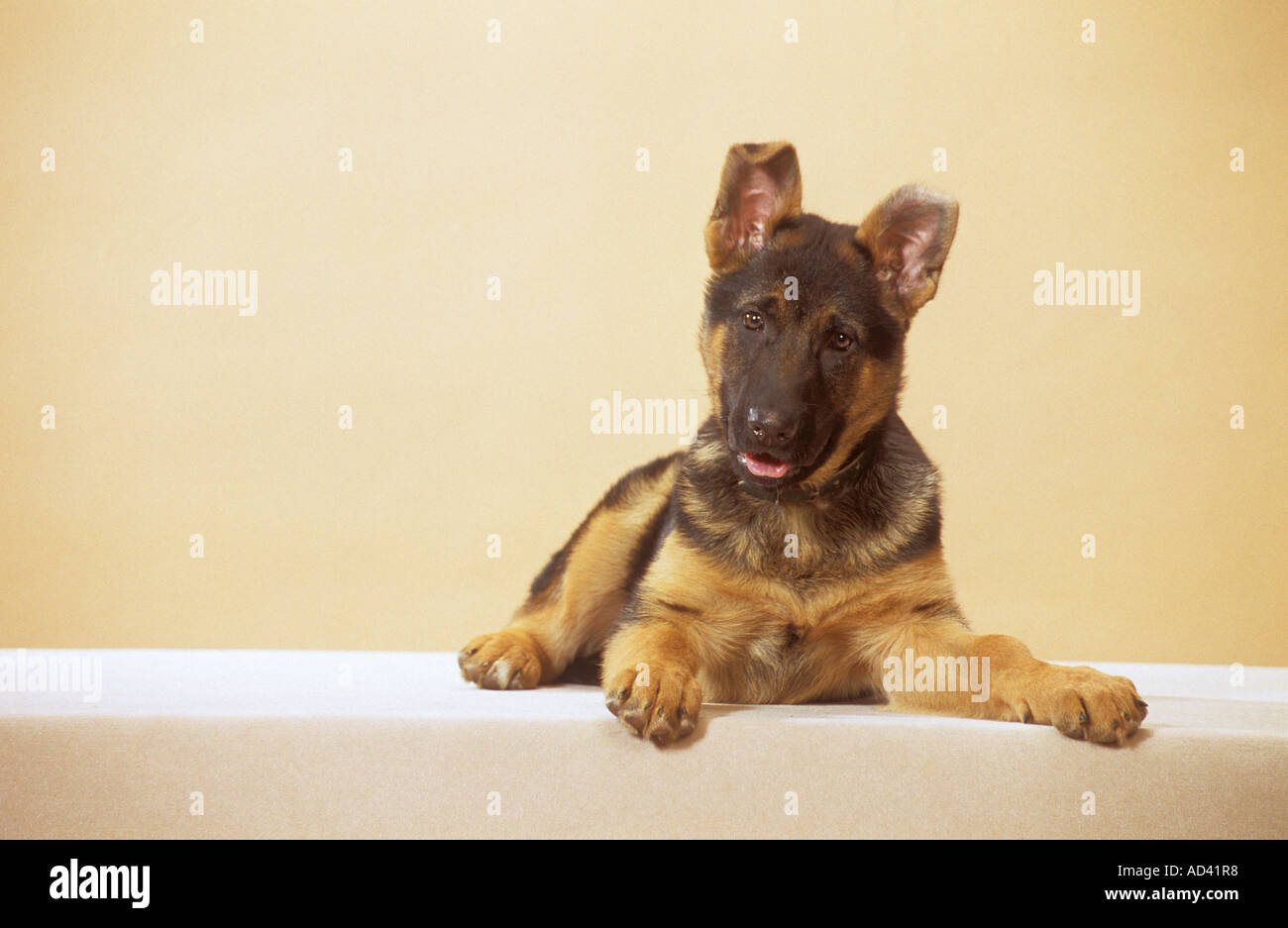 German Shepherd dog - puppy - cut out Stock Photo - Alamy