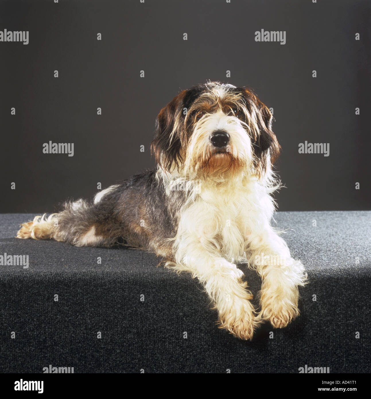 Son Perezosos Los Cachorros Petit Basset Griffon Vendeen