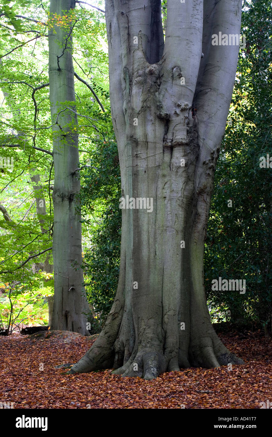 Beech tree bow wood hi-res stock photography and images - Alamy