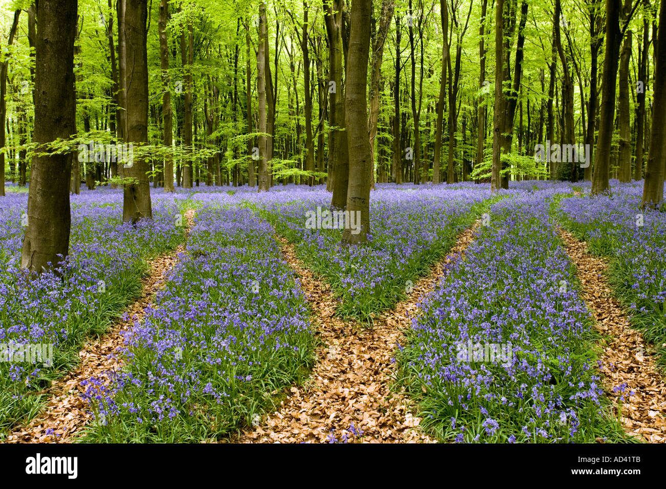 Hikeing trail hi-res stock photography and images - Alamy