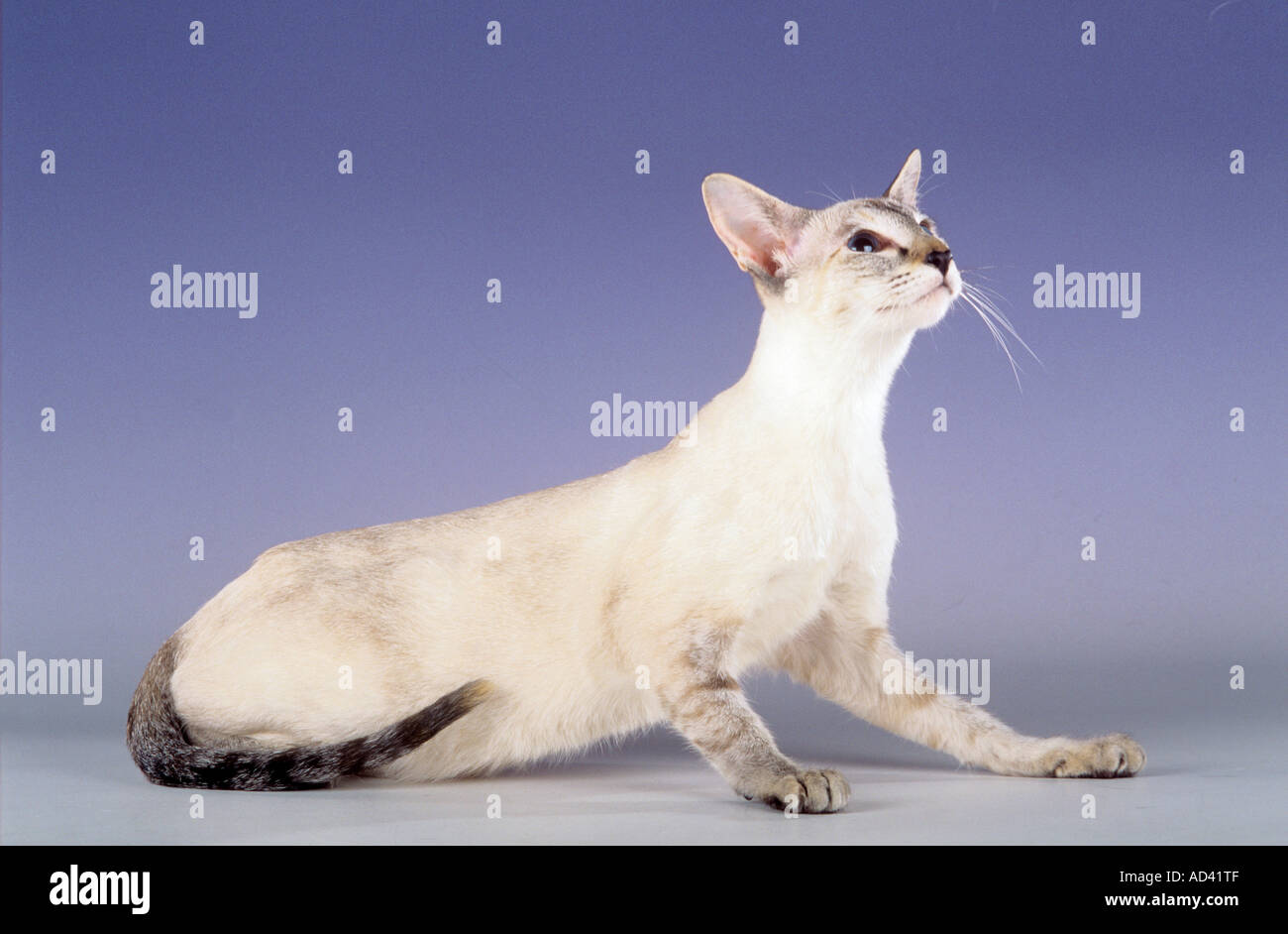 Balinese domestic cat hi-res stock photography and images - Alamy