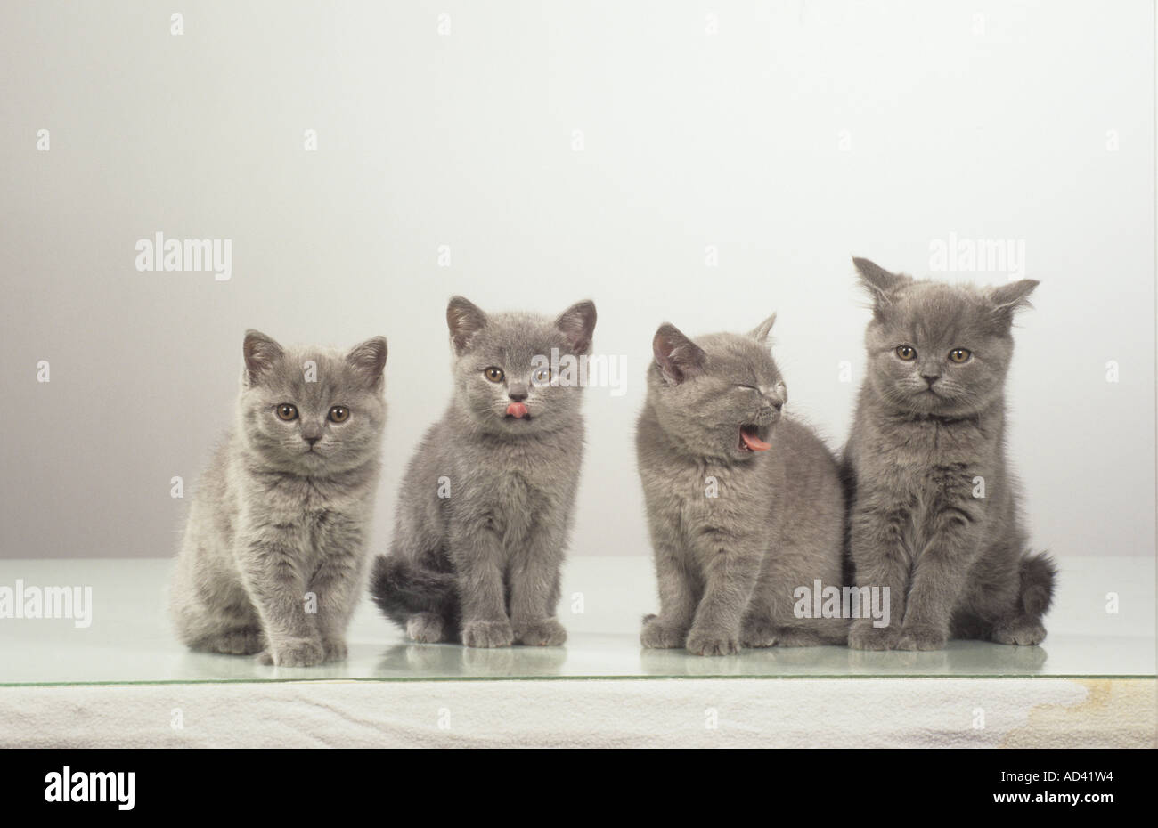 Four cute kittens hi-res stock photography and images - Alamy