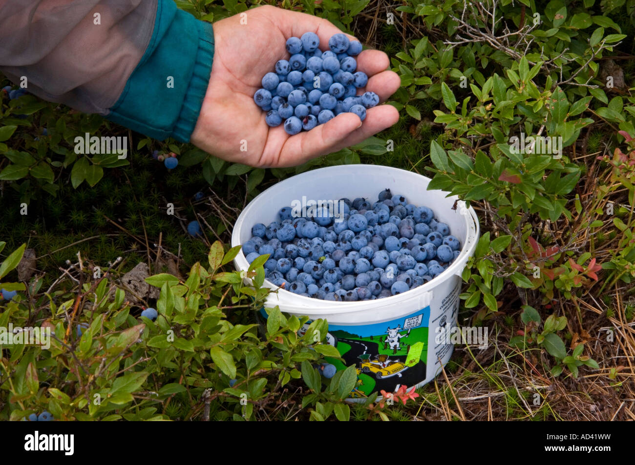 Native berry picking canada hi-res stock photography and images - Alamy