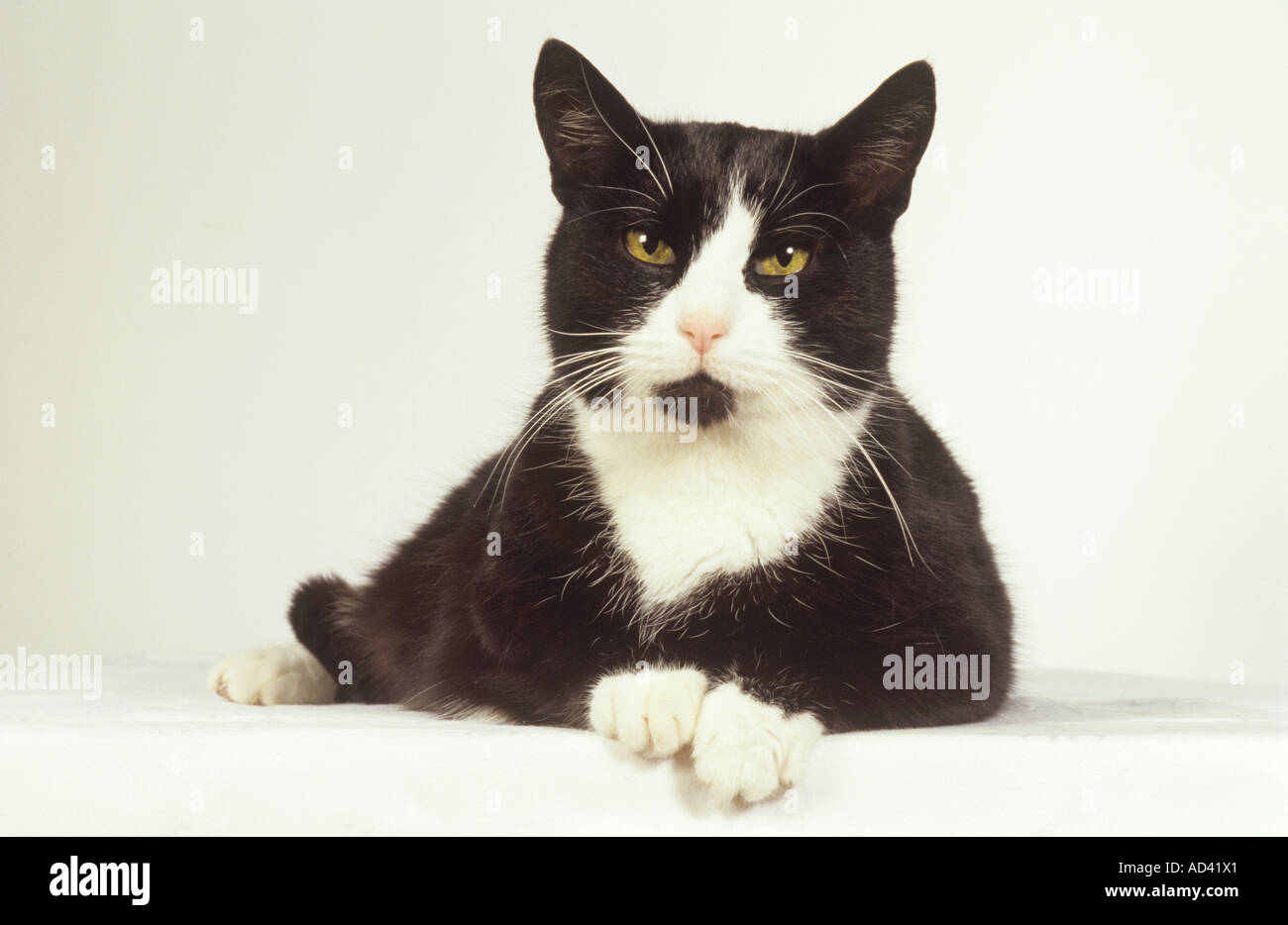 domestic cat - lying - cut out Stock Photo - Alamy