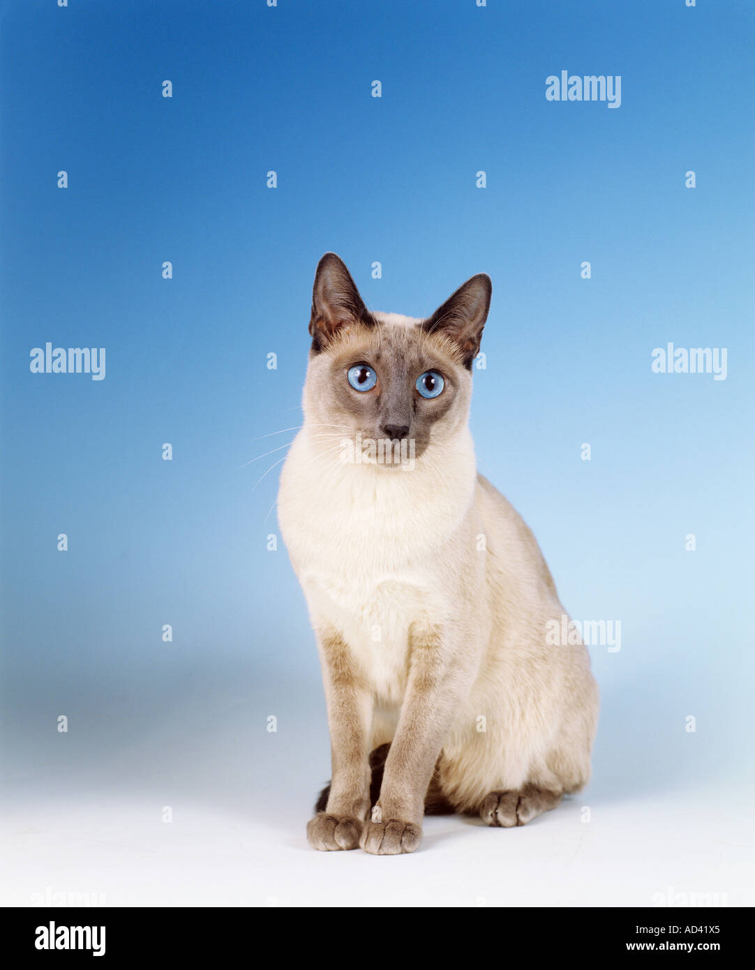 Siamese cat - sitting - cut out Stock Photo - Alamy