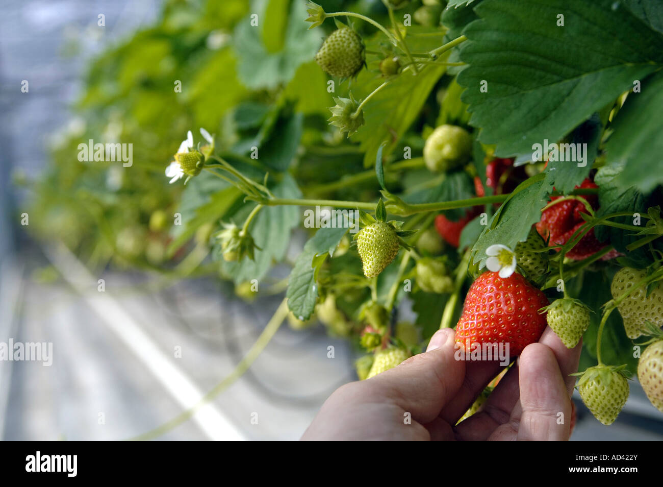 Growing strawberries in a commercial greenhouse Stock Photo - Alamy