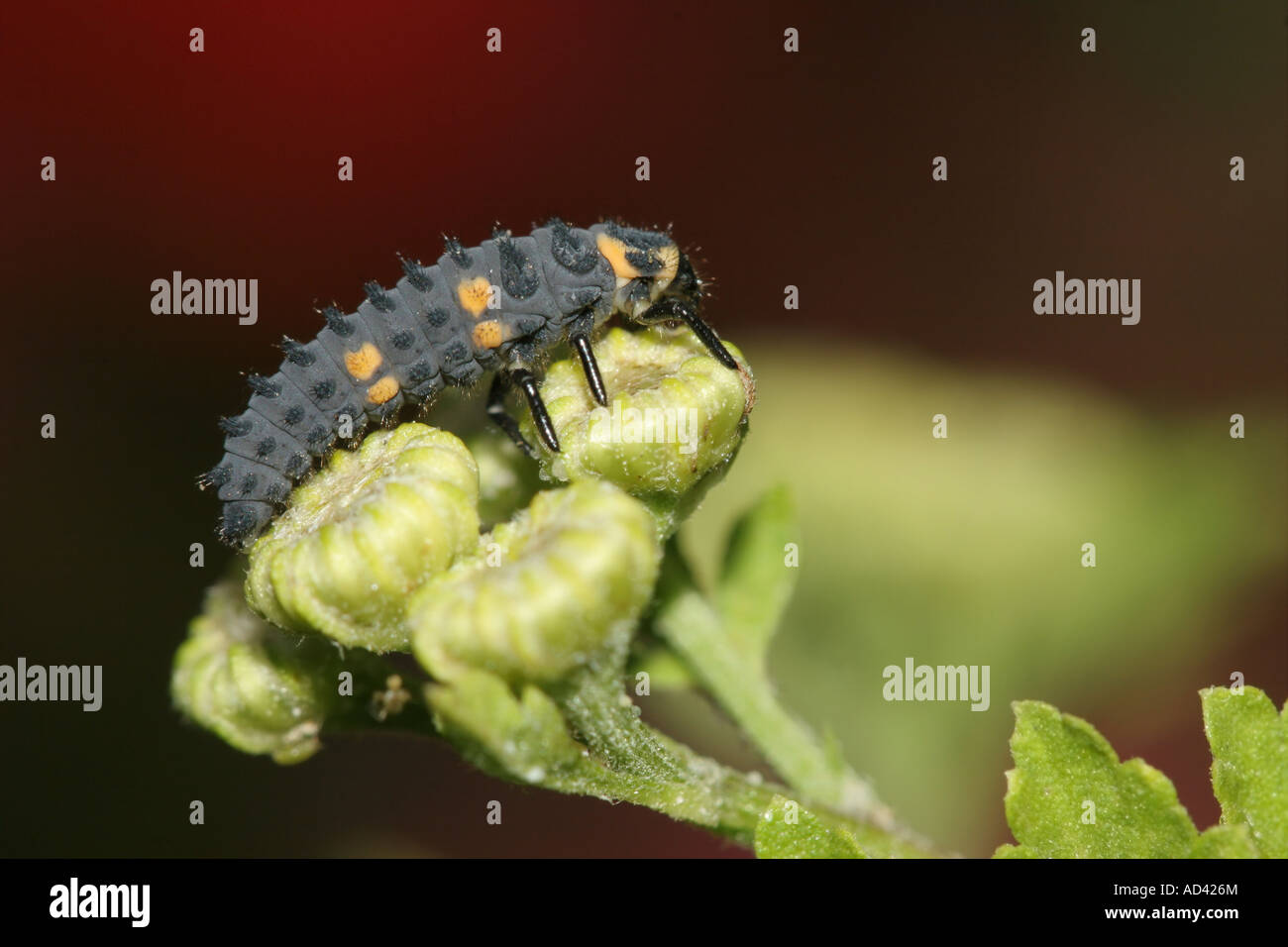 Ladybird larvae hi-res stock photography and images - Alamy