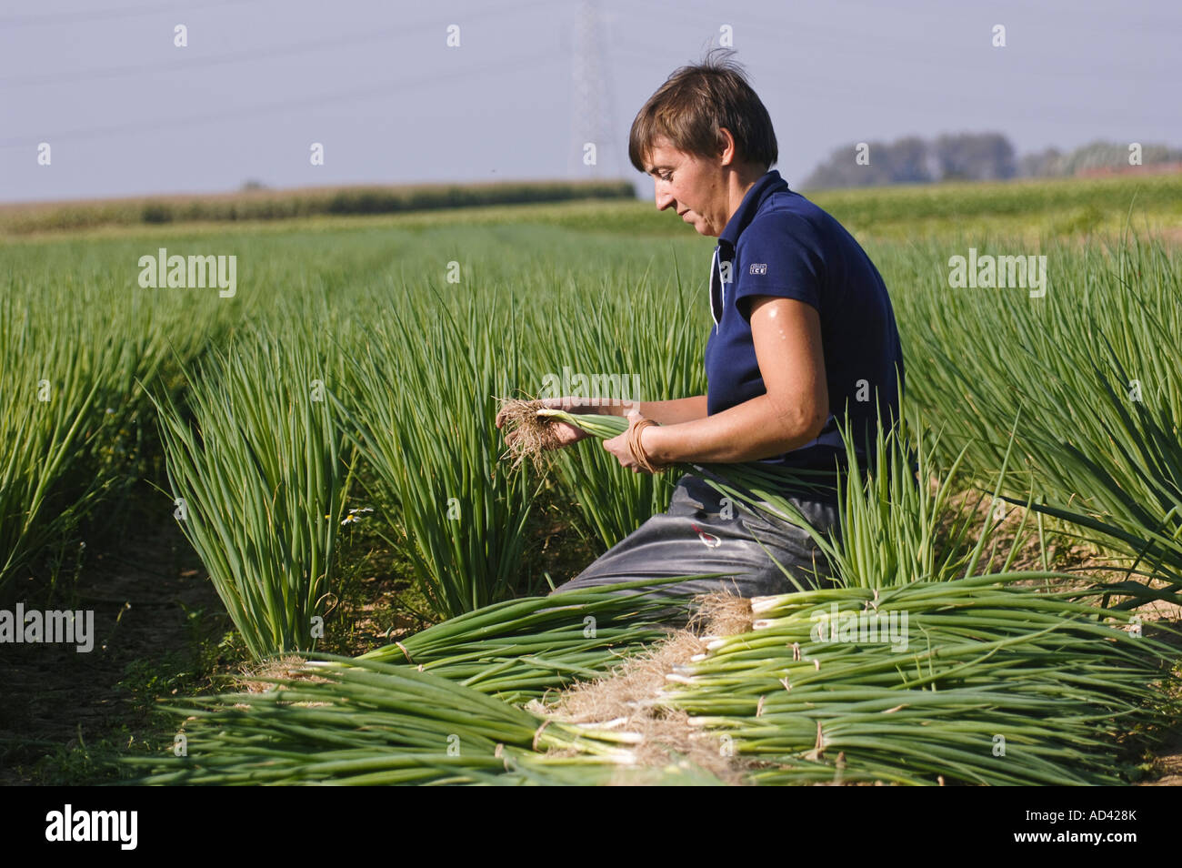 Harvesting spring onions belgium hi-res stock photography and images ...