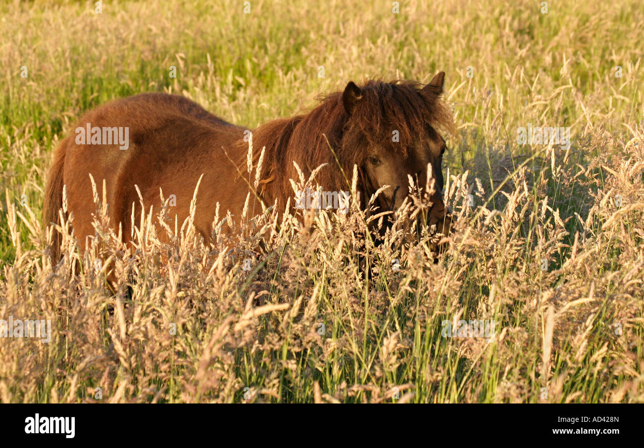 Long hair pony horse hi-res stock photography and images - Alamy