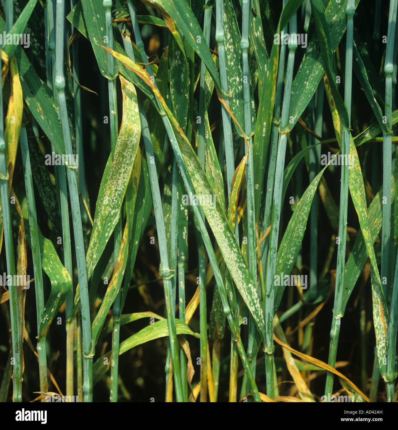 Fungus Powdery Mildew High Resolution Stock Photography and Images - Alamy