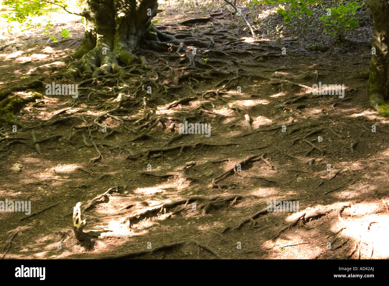 Exposed beech tree roots hi-res stock photography and images - Alamy