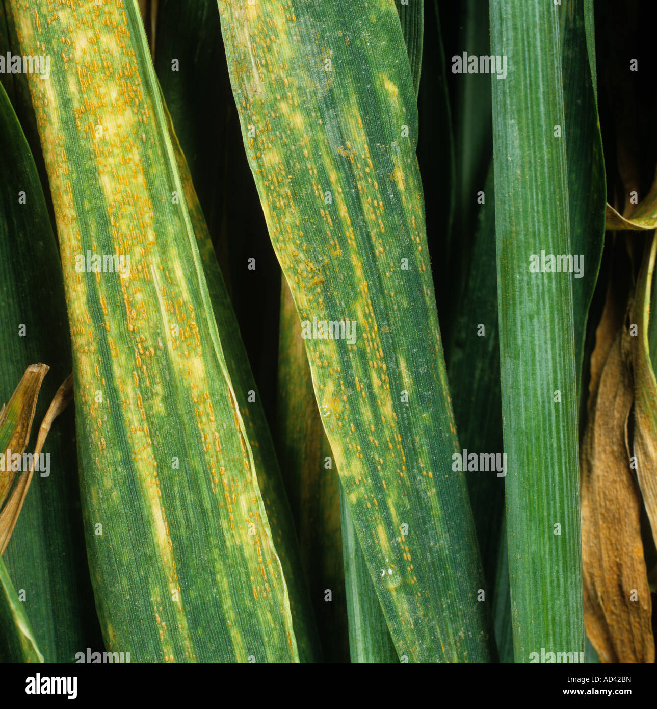 Yellow rust or stripe rust Puccinia striiformis severely infected wheat ...