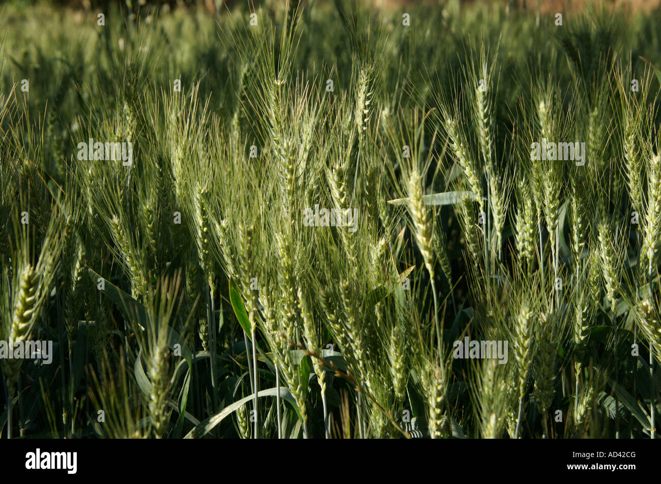 wheat and barley Stock Photo - Alamy