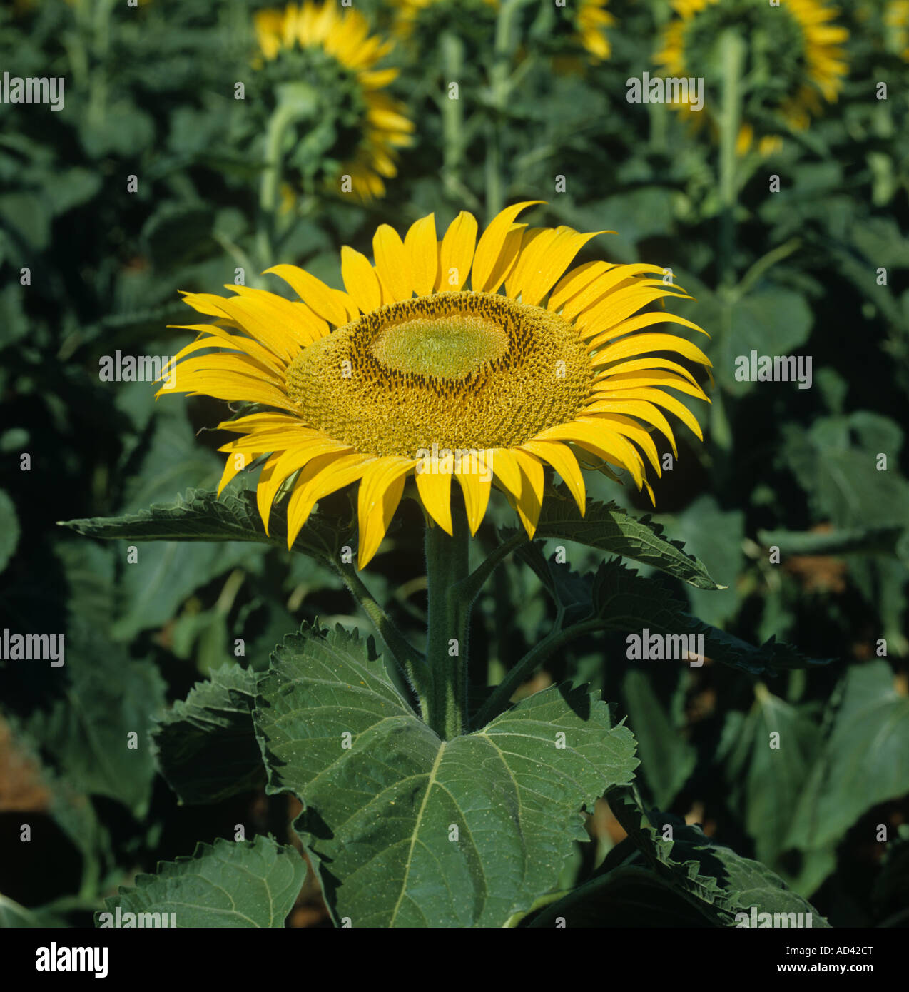 A yellow sunflower flower in an oil crop upturned to face a vertical ...