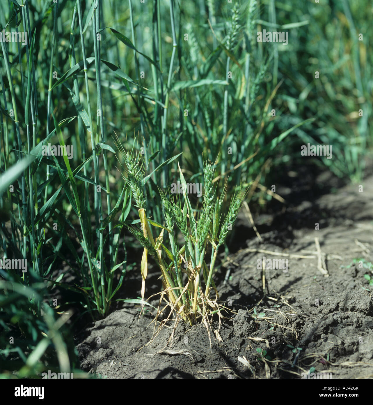 Tilletia hi-res stock photography and images - Alamy