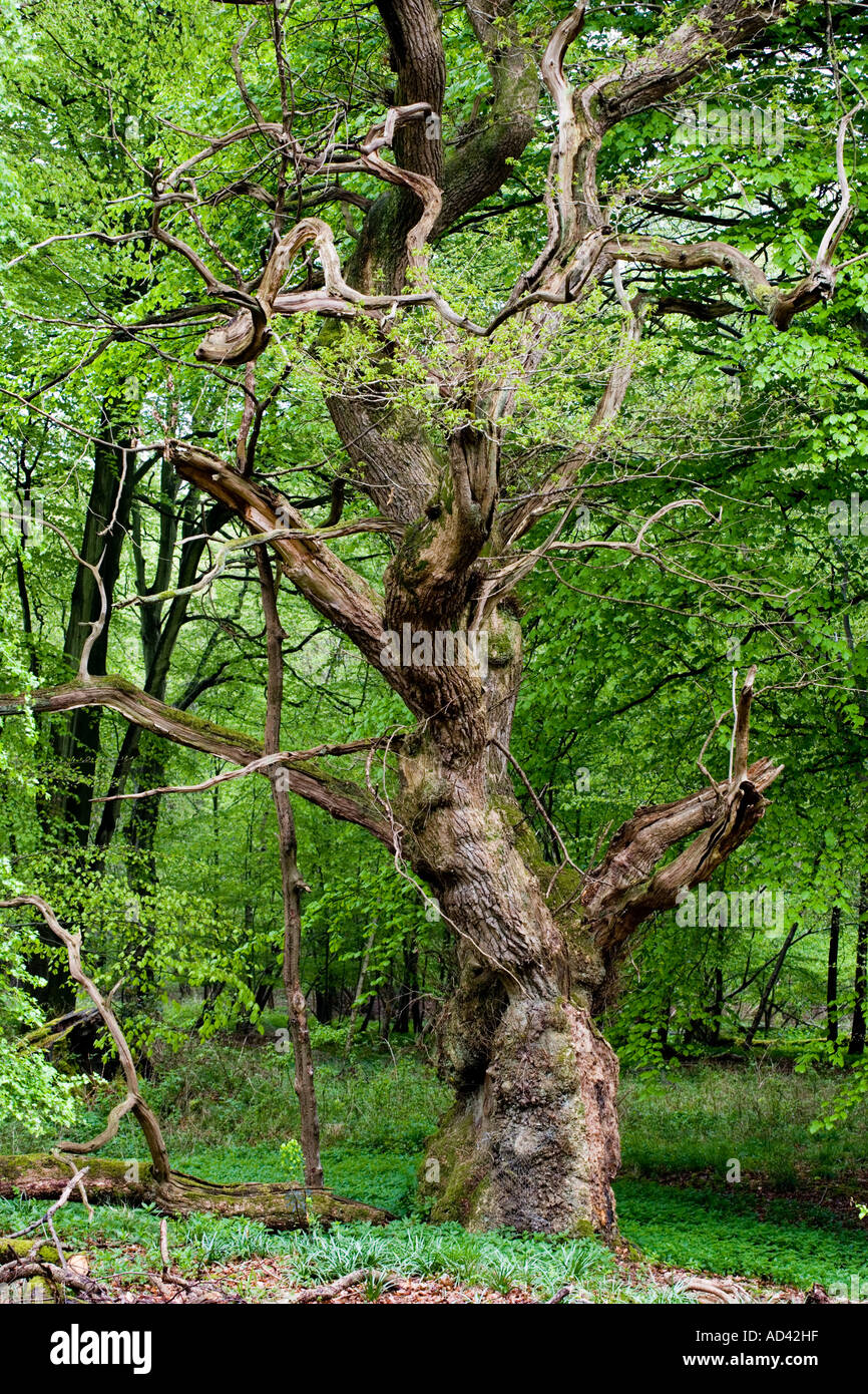 Old English Oak tree Stock Photo - Alamy