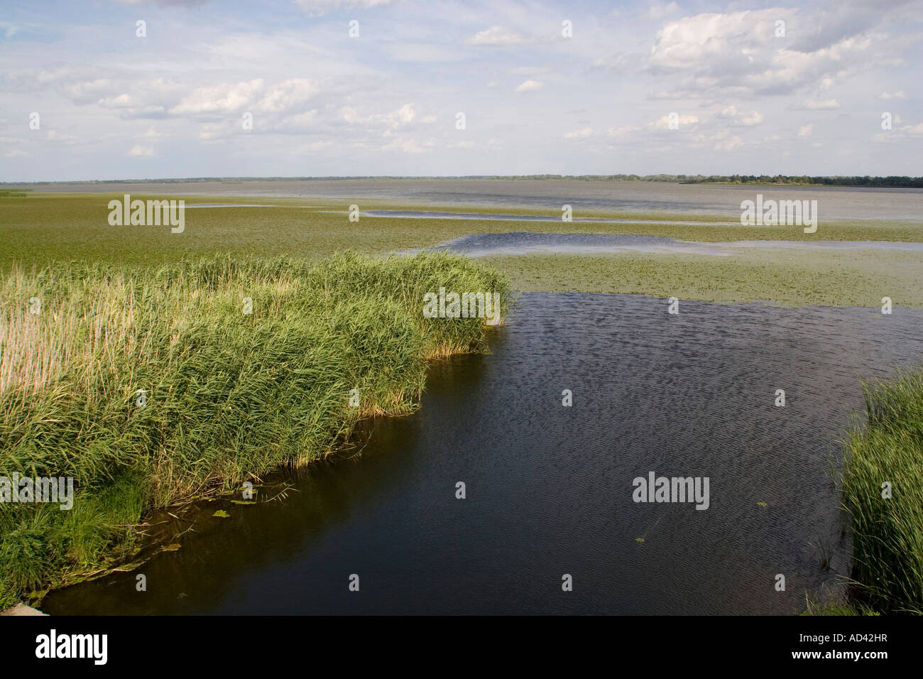 Reeds growing on the edge of Lake Tisza Stock Photo - Alamy