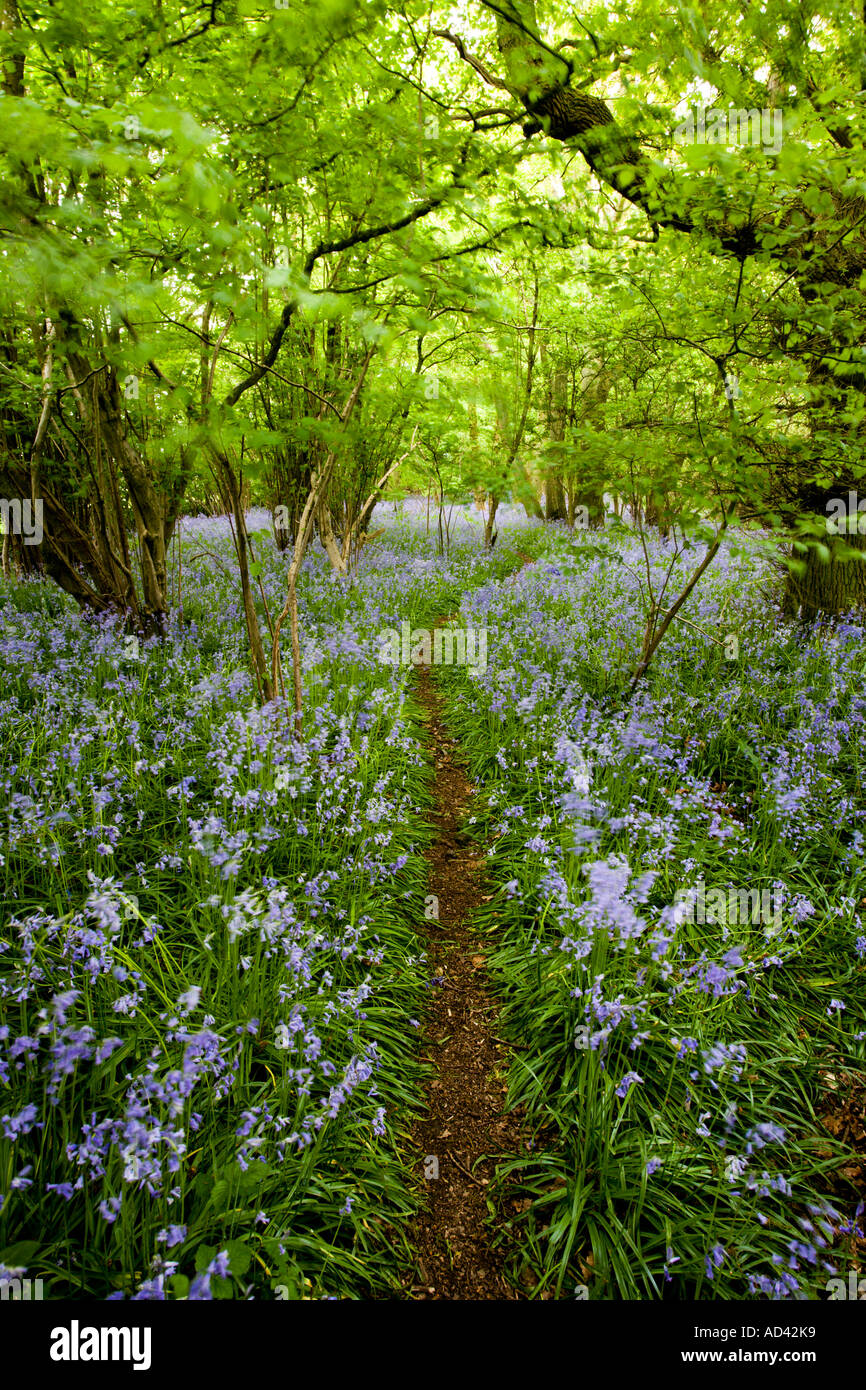 A path through a bluebell wood Stock Photo - Alamy