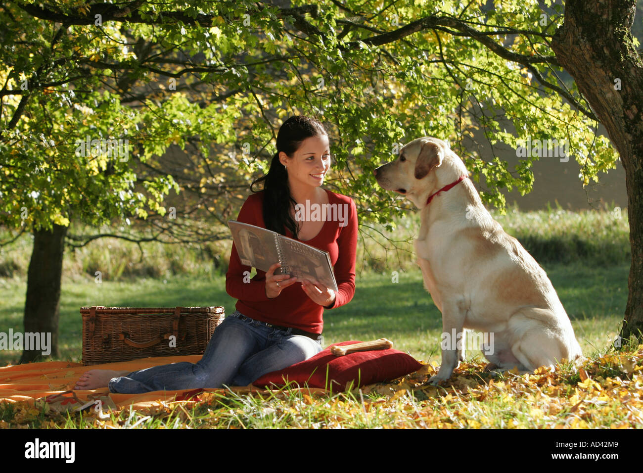 Labrador dog reading book hi-res stock photography and images - Alamy