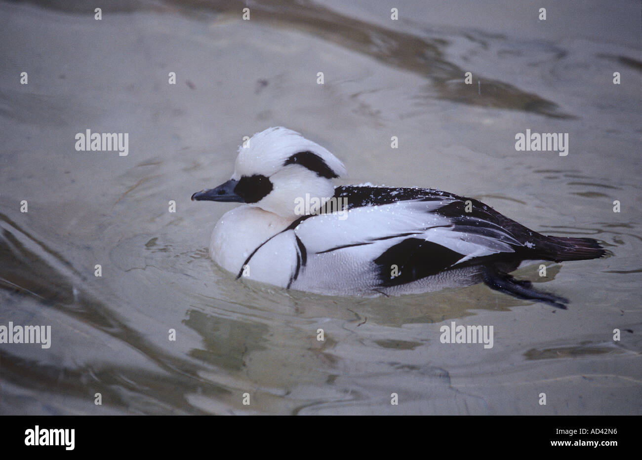 Smew drakes hi-res stock photography and images - Alamy