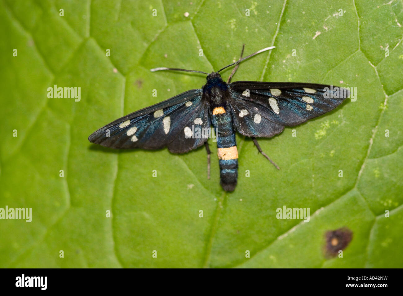 Nine spotted moth resting on green leaf Stock Photo - Alamy