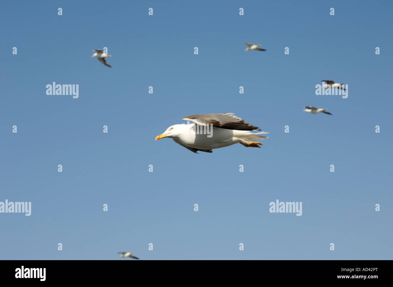seagulls in flight blue sky Stock Photo - Alamy