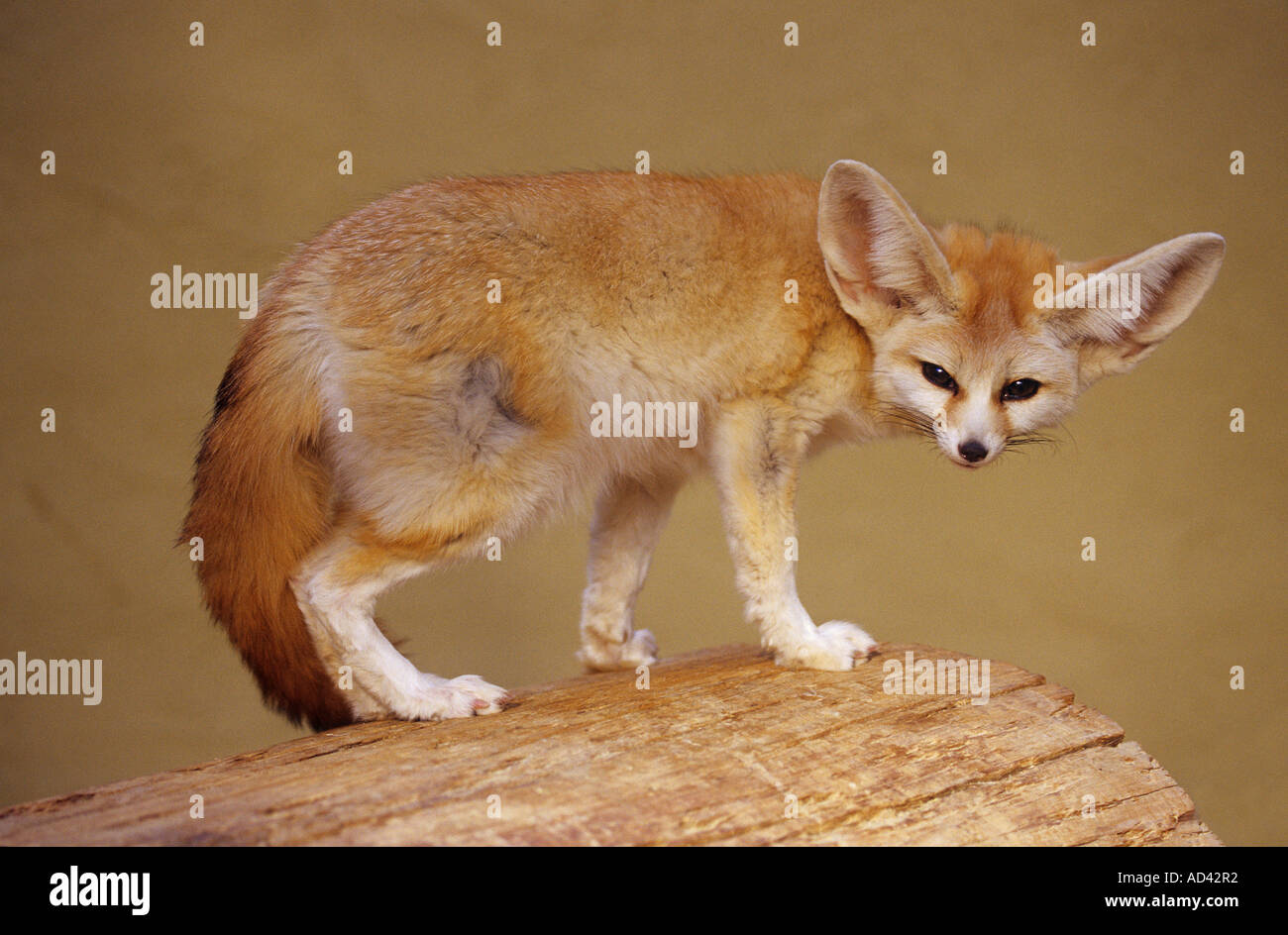 Fennec Fox (Vulpes zerda, Fennecus zerda), adult standing Stock Photo ...