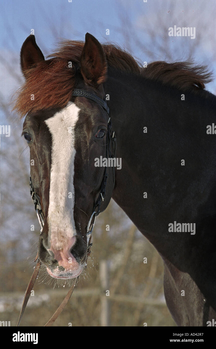 The red horse Stock Photo - Alamy