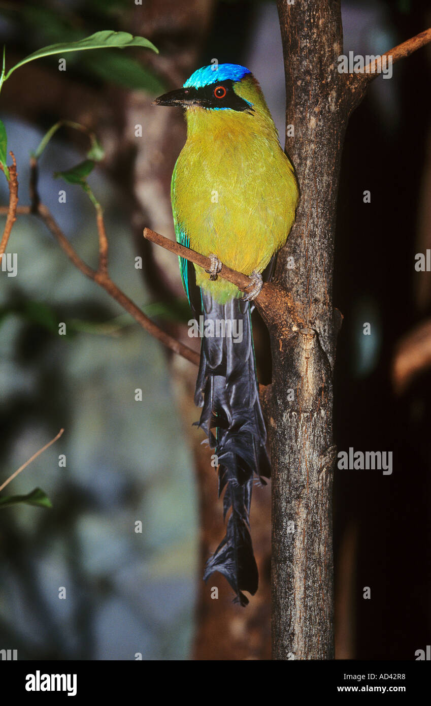 blue crowned motmot on twig Momotus momota Stock Photo - Alamy