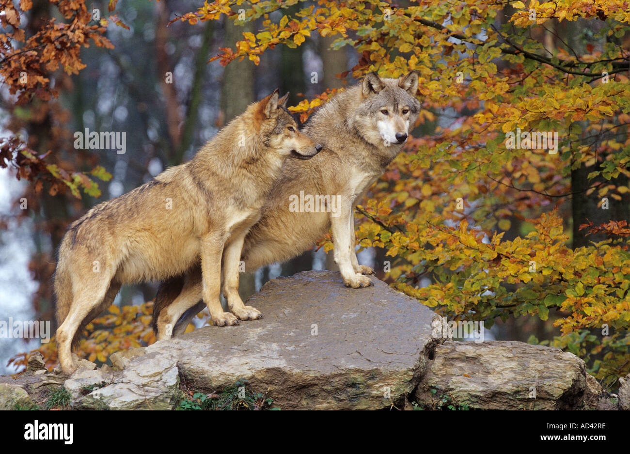 Two gray wolves (Canis lupus) standing on rock Stock Photo - Alamy