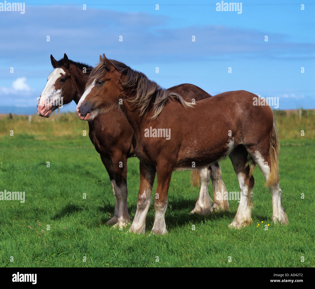 Clydesdale. Two juvenile horses standing on a pasture Stock Photo - Alamy