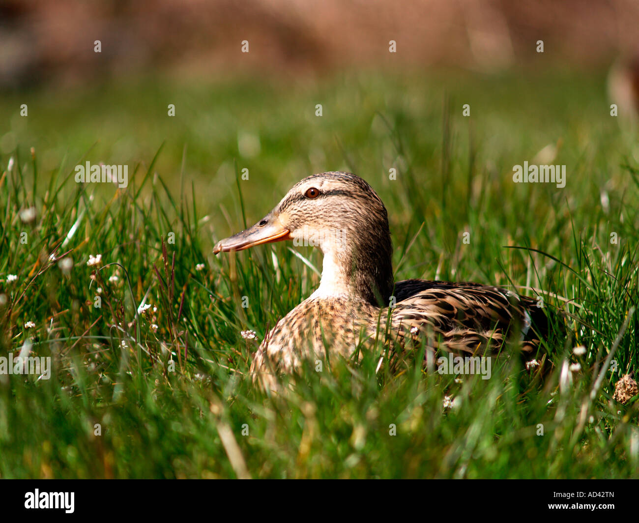 duck in the meadow Ente auf der Wiese Stock Photo - Alamy