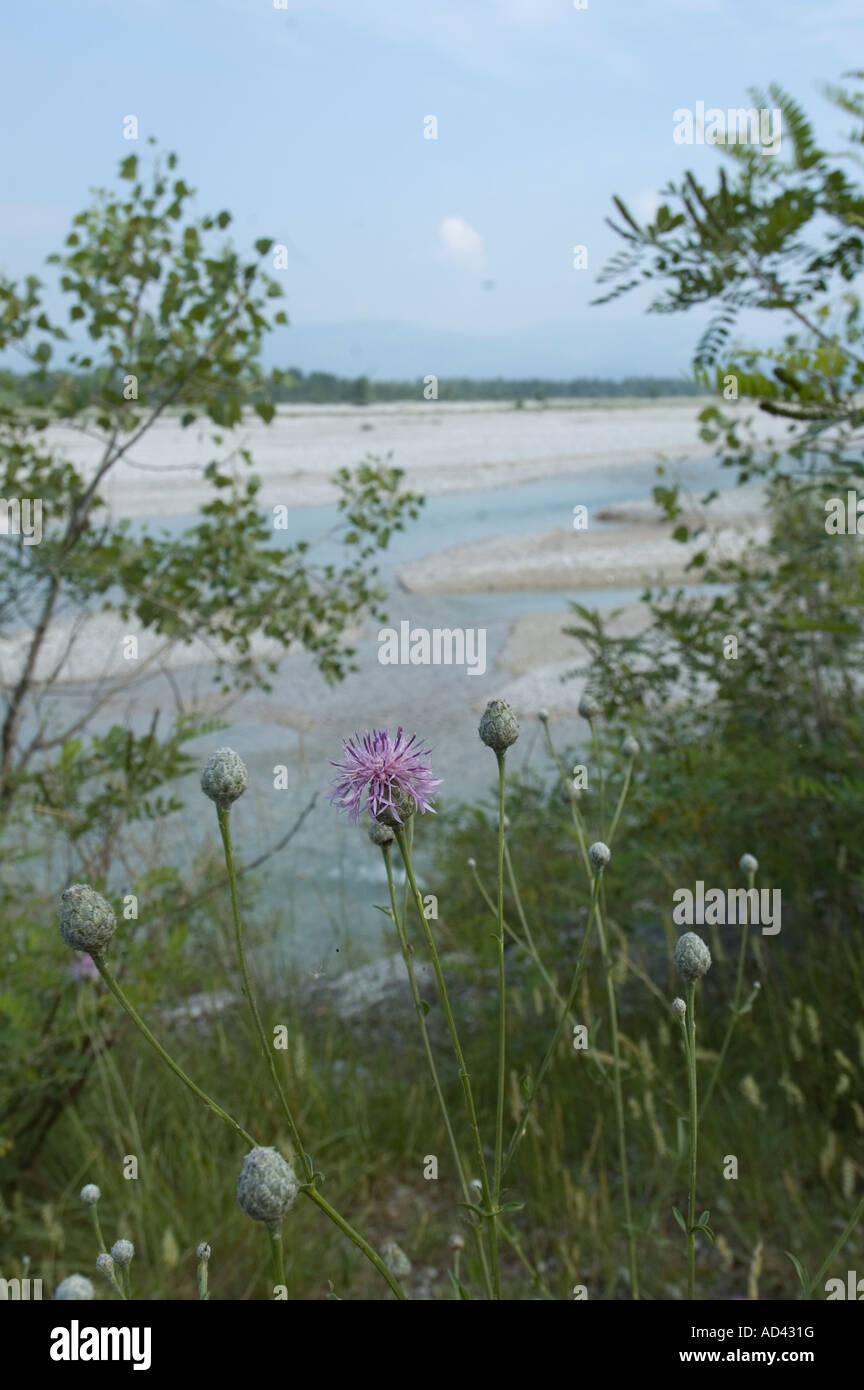 the river bank Stock Photo - Alamy