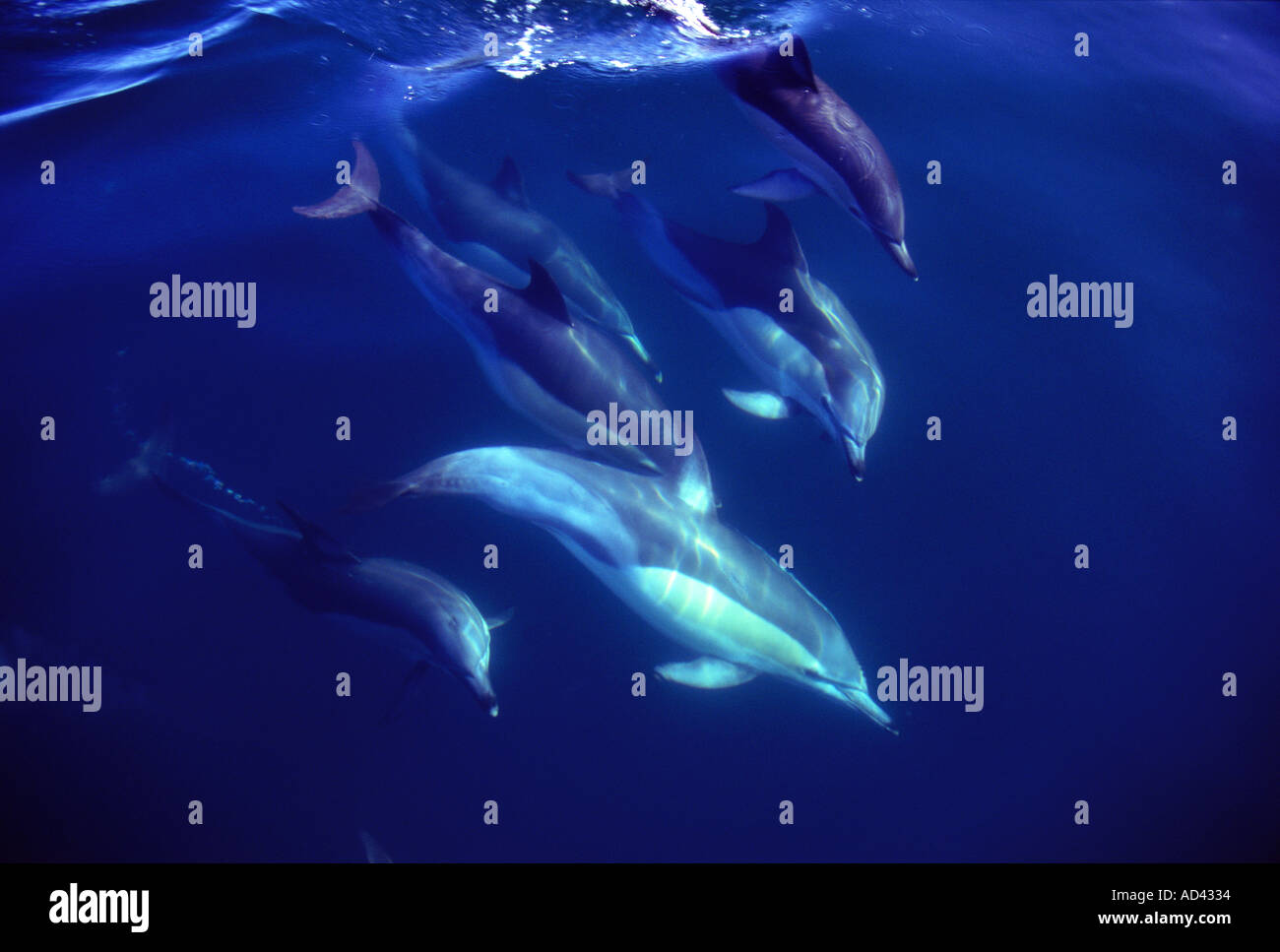 Pod of common dolphins Stock Photo - Alamy