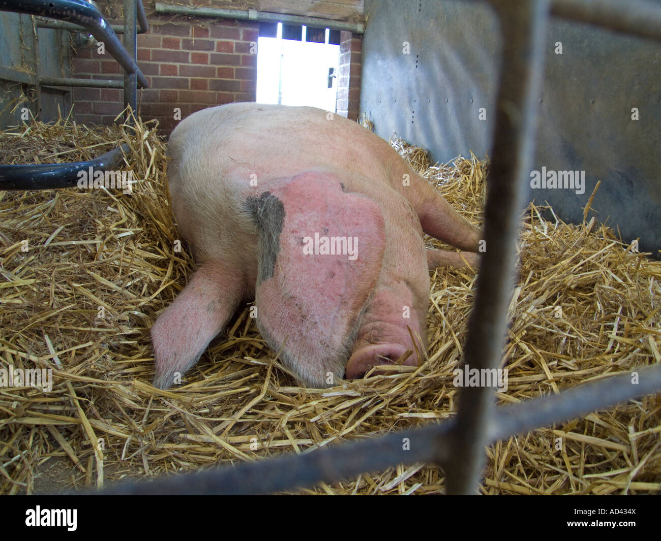 Pig behind bars hi-res stock photography and images - Alamy