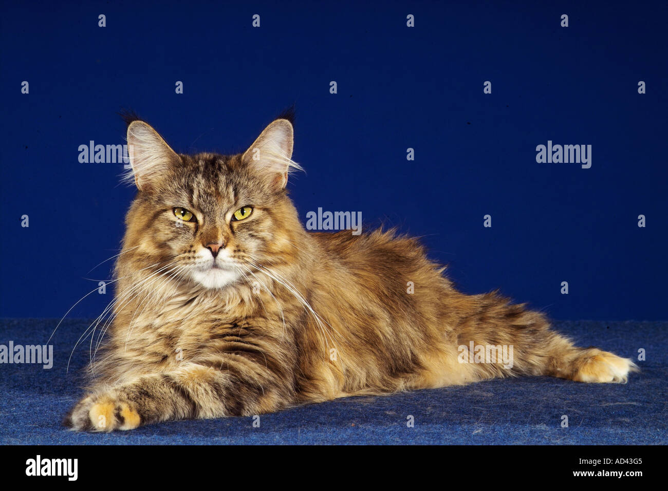 Maine Coon lying cut out Stock Photo - Alamy