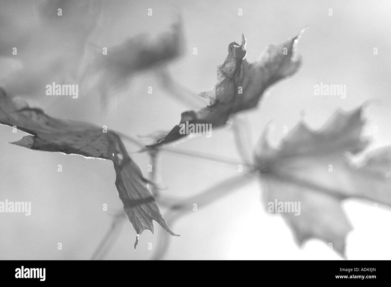 Tree leaves moving wind blue hi-res stock photography and images - Alamy