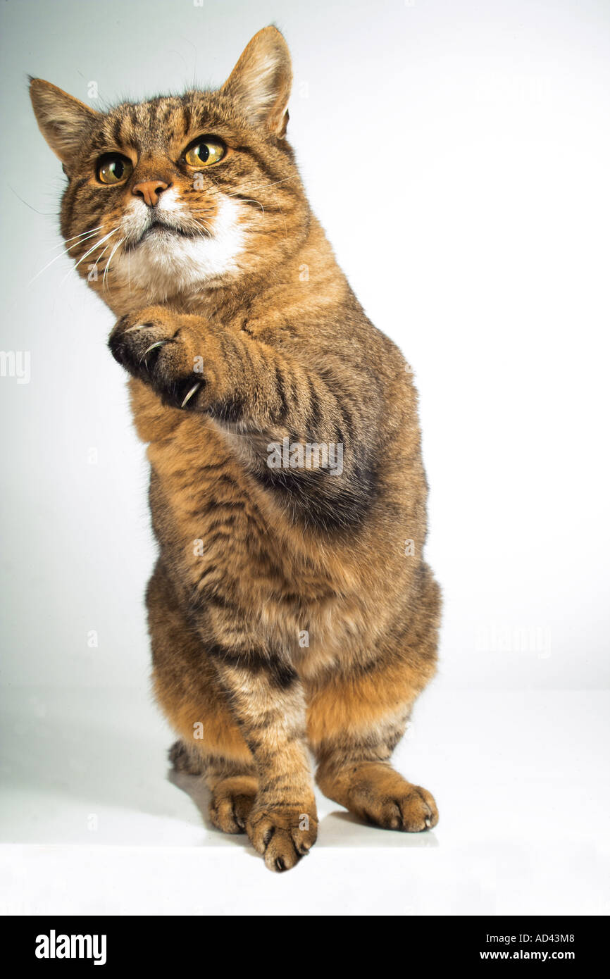 Tabby cat's paw, cutout hi-res stock photography and images - Alamy