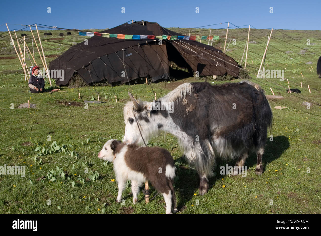A yak cow and her calf outside a nomads' tent at the Tagong grasslands ...