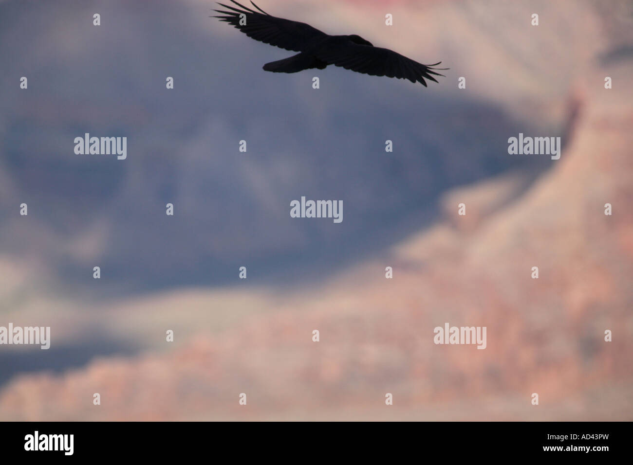 raven flying over grand canyon grand canyon arizona Stock Photo - Alamy