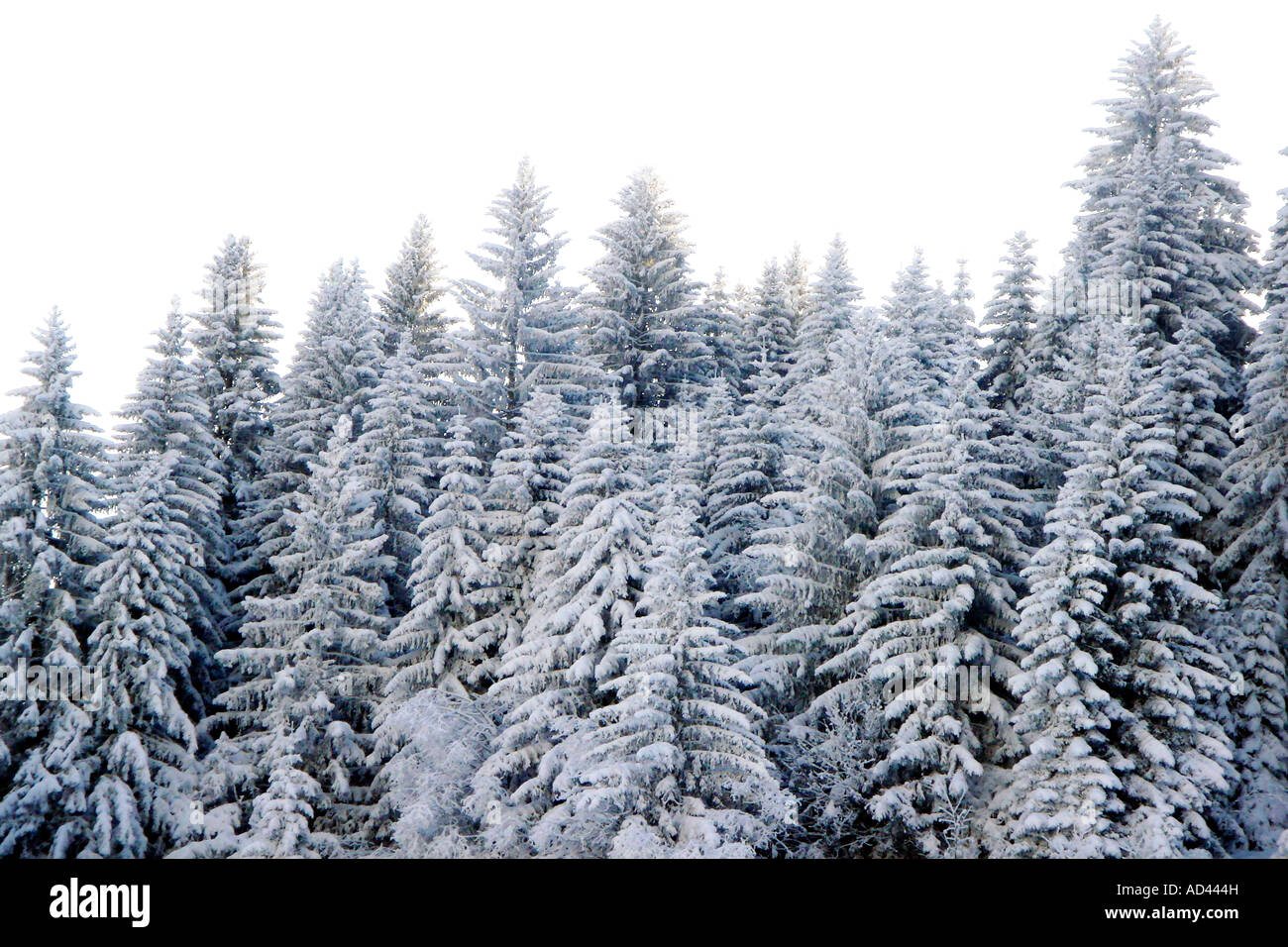 Snowy pine trees Stock Photo - Alamy