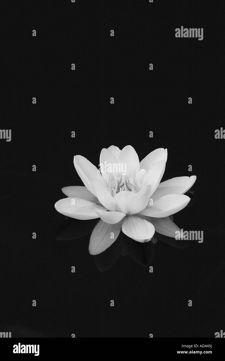 White water lily scotland hi-res stock photography and images - Alamy