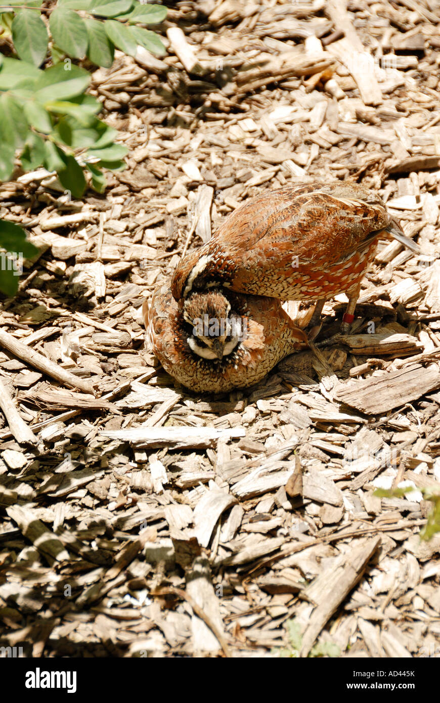 Bob white hi-res stock photography and images - Alamy