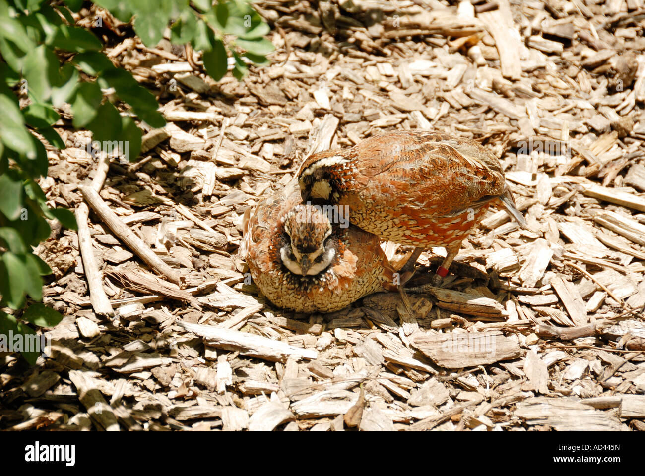Quail Or Partridge, also known as Bob White Stock Photo - Alamy