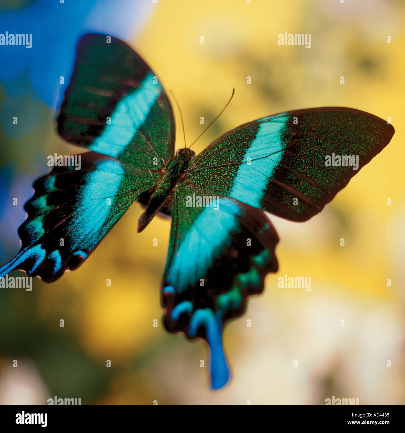 Butterfly butterflies wildlife hi-res stock photography and images - Alamy