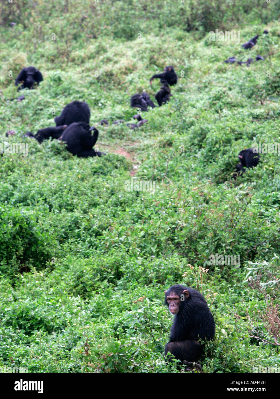 Group of chimpanzees in the bush Stock Photo - Alamy