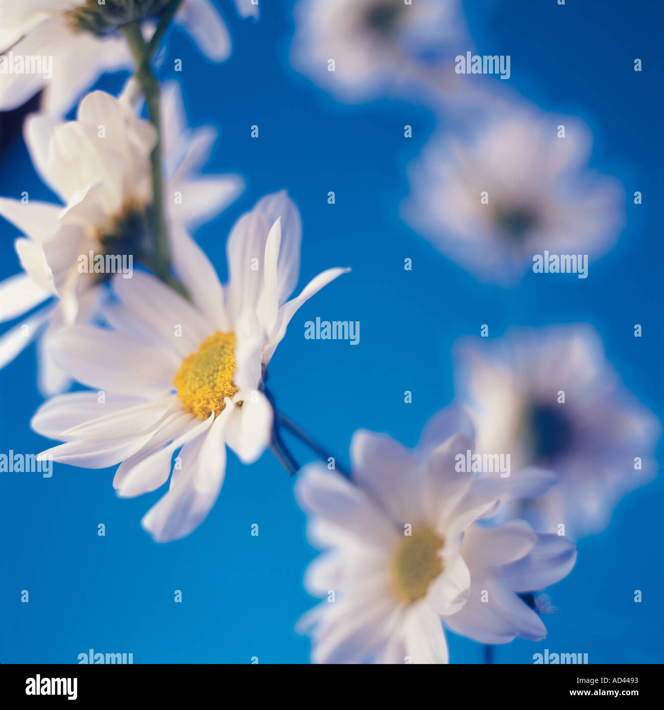 Daisychain hi-res stock photography and images - Alamy