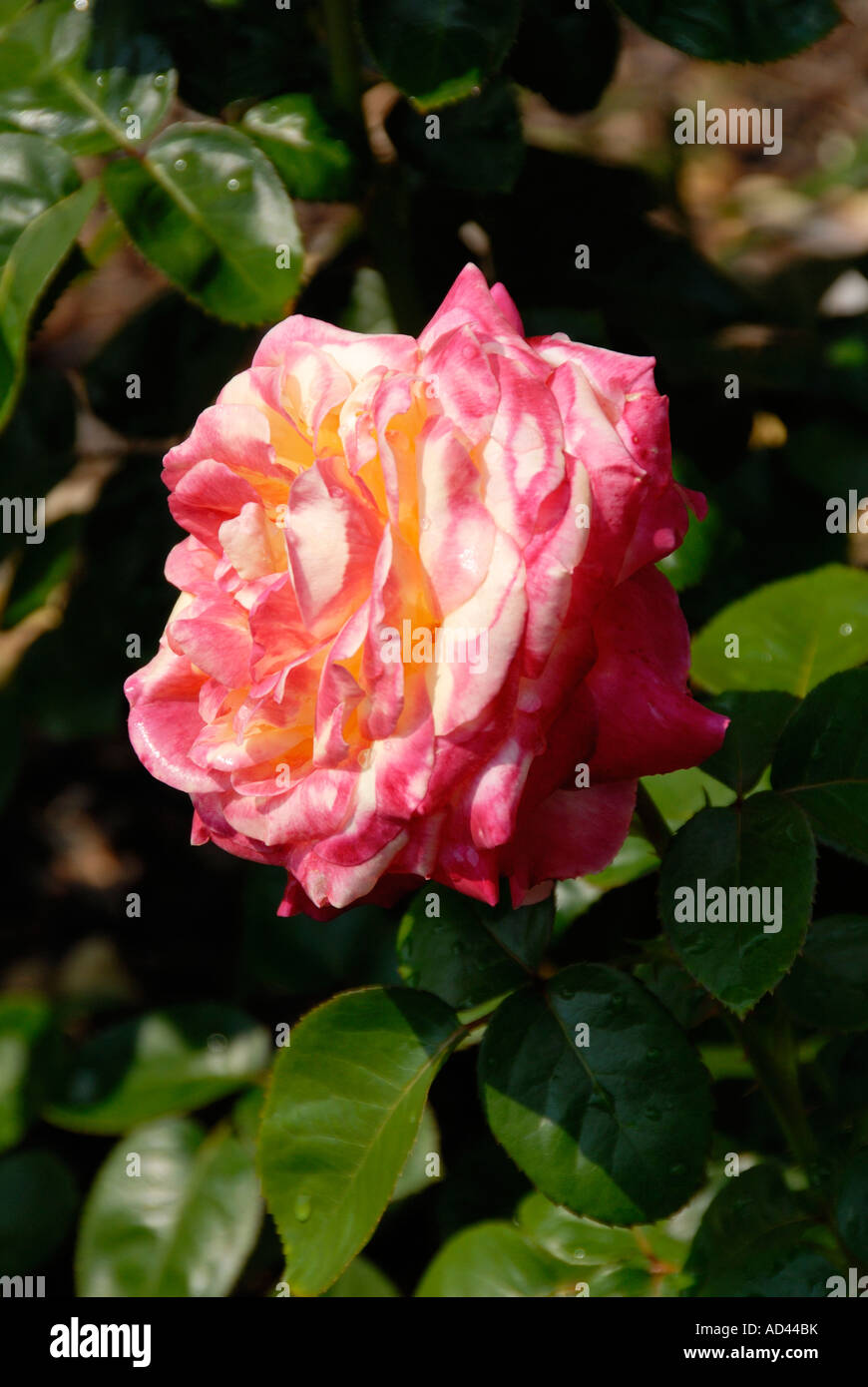 Love and Peace Rose Stock Photo - Alamy
