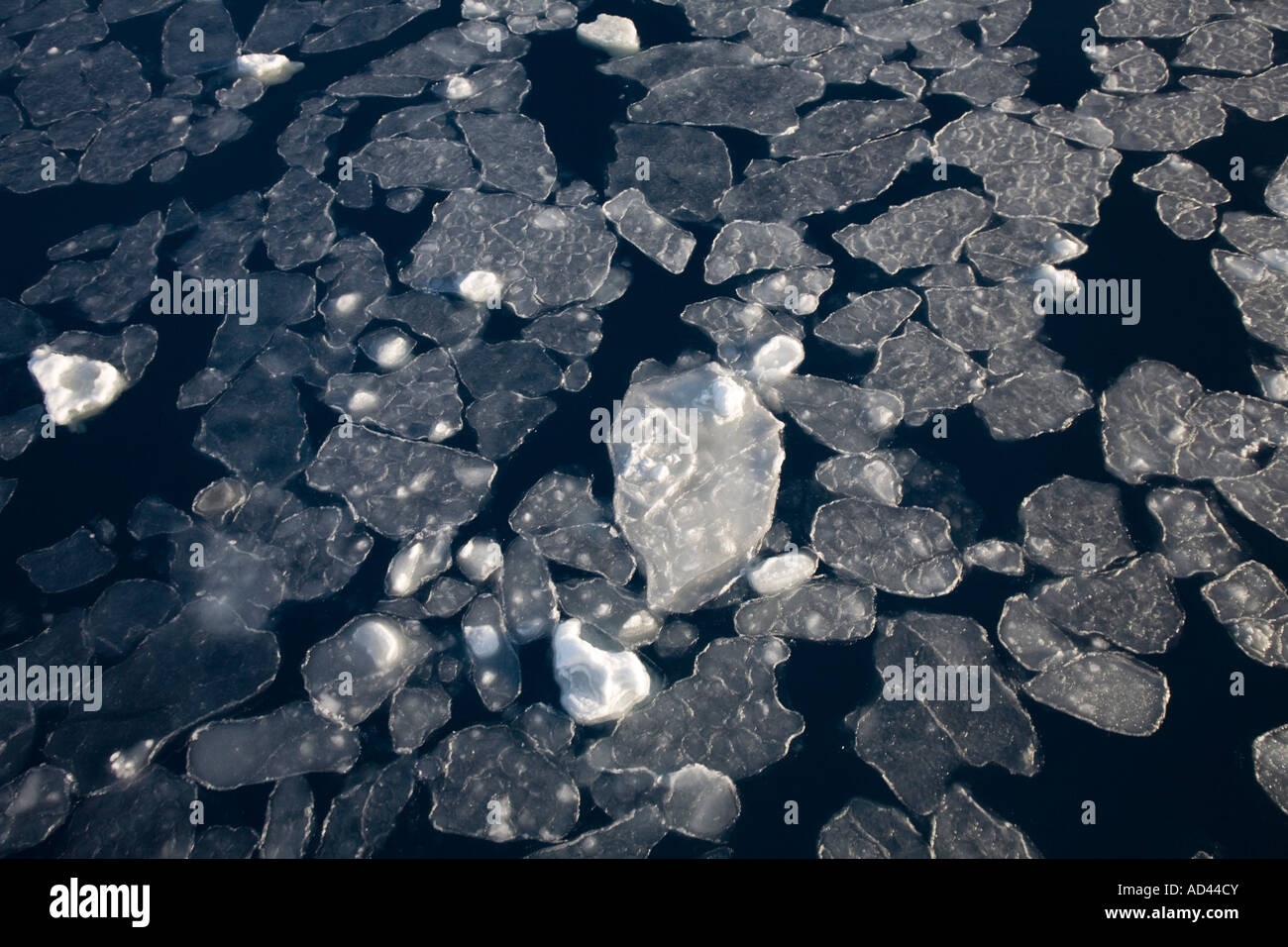 Antarctica Erebus and Terror Gulf Floating pans of ice form at freezing ...