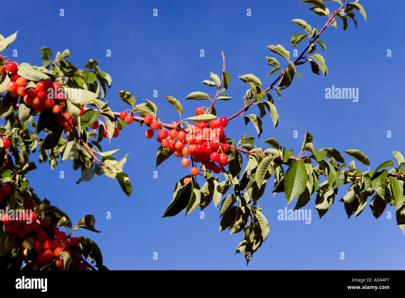 Michigan traverse city cherry hi-res stock photography and images - Alamy